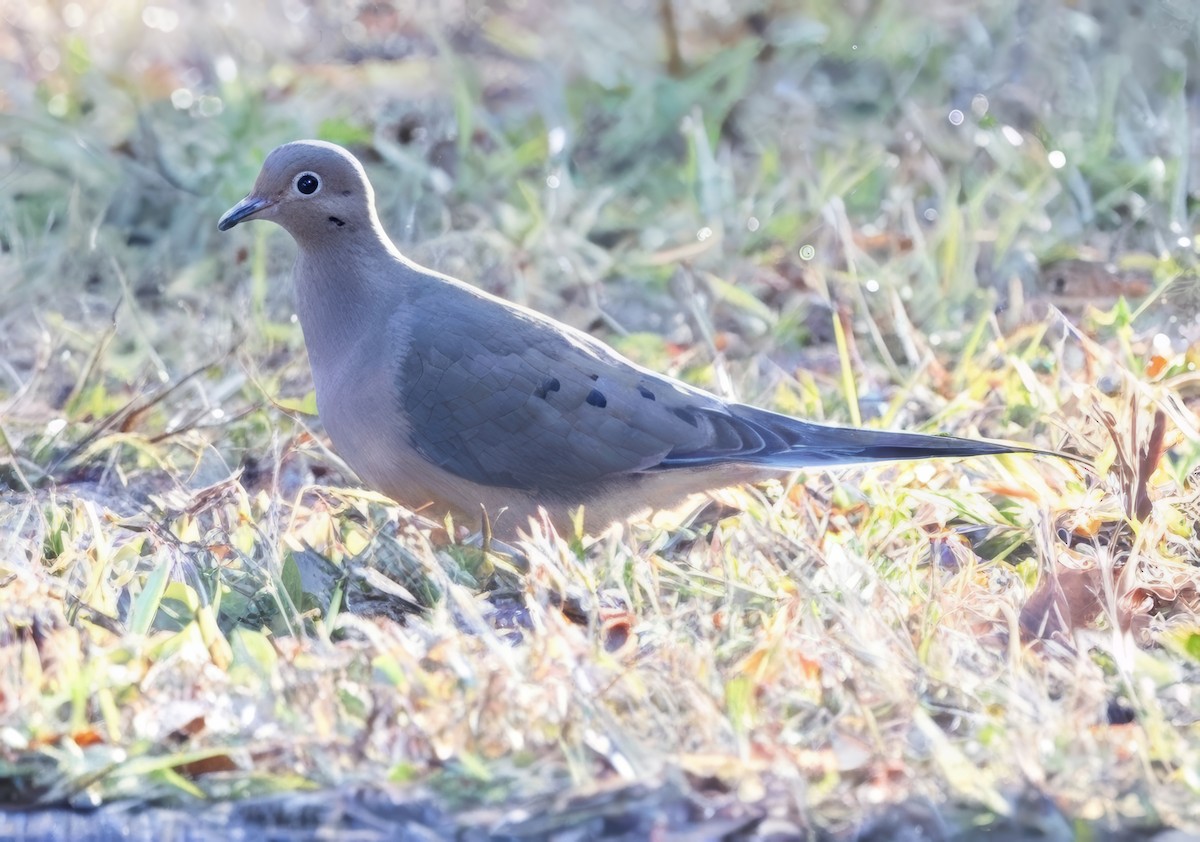 Pennsylvania Bird Atlas Checklist - 6 Dec 2024 - Audubon Corkscrew ...