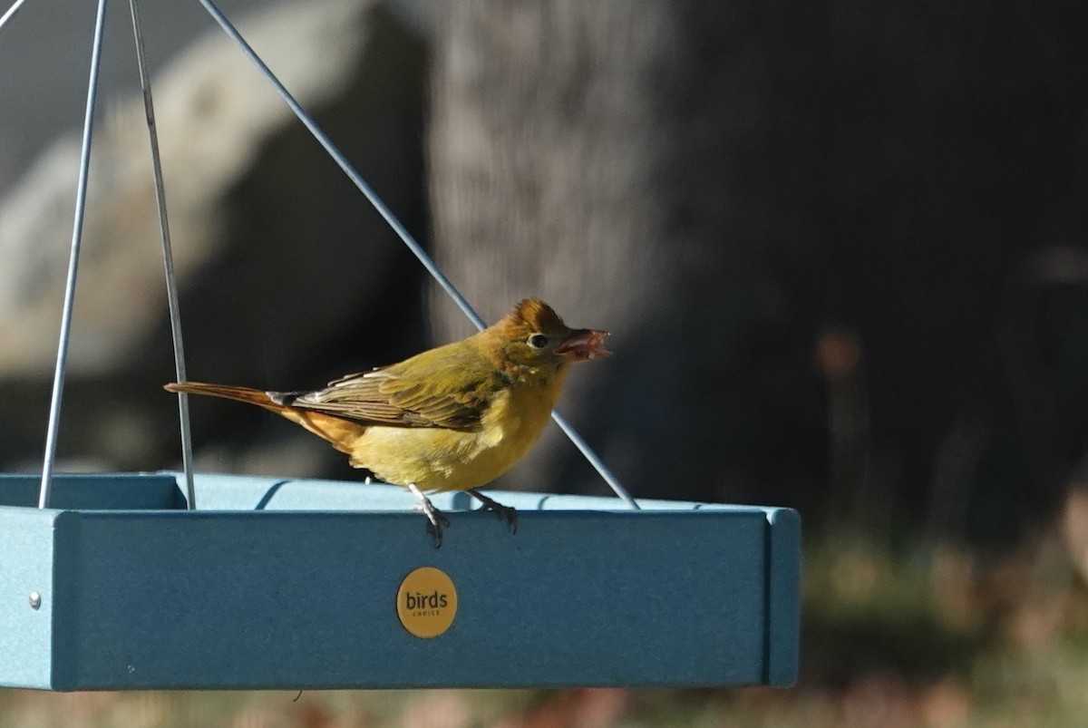 eBird Checklist - 6 Dec 2024 - stakeout Summer Tanager, 130 E. Broadway ...