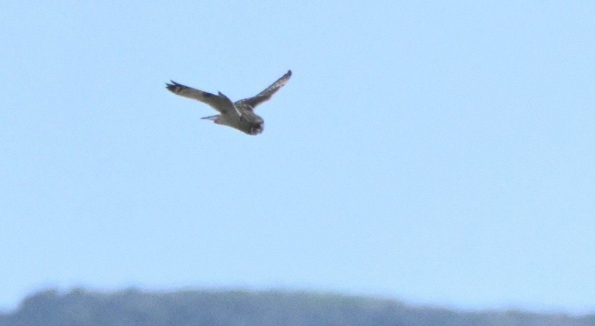 eBird Checklist - 6 Dec 2024 - Kindley Field - 5 species