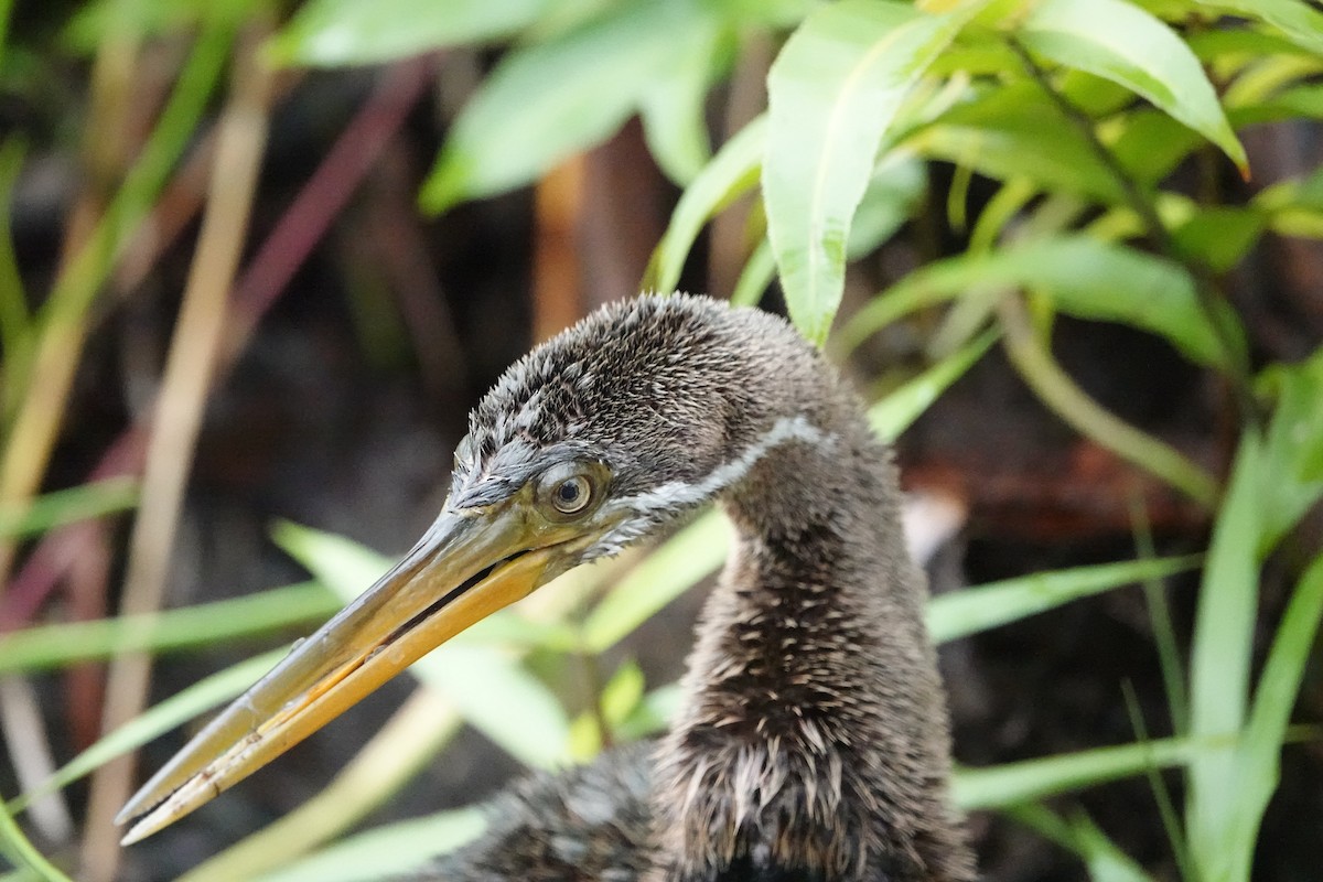 Taiwan Bird Atlas Checklist - 25 Nov 2024 - Sigapore Quarry Lookout ...