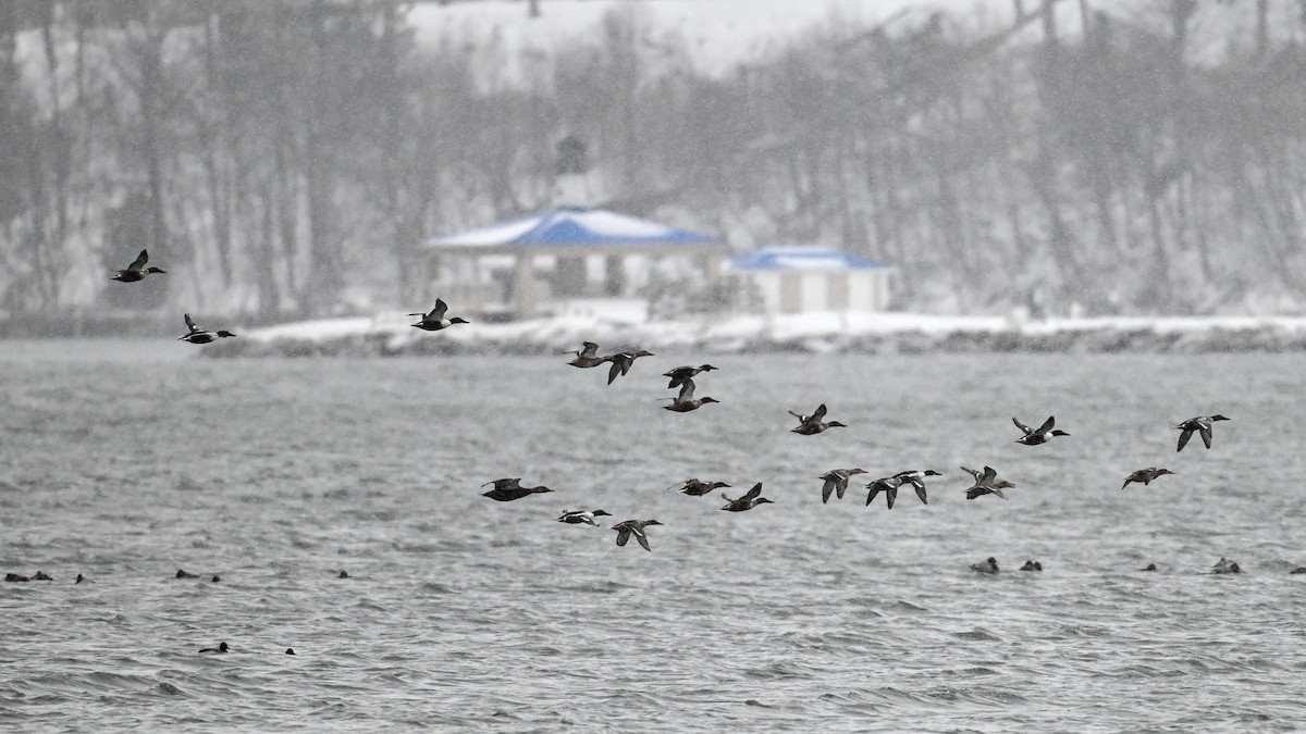 eBird Checklist - 6 Dec 2024 - Presque Isle SP--Leo's Landing - 33 species (+1 other taxa)