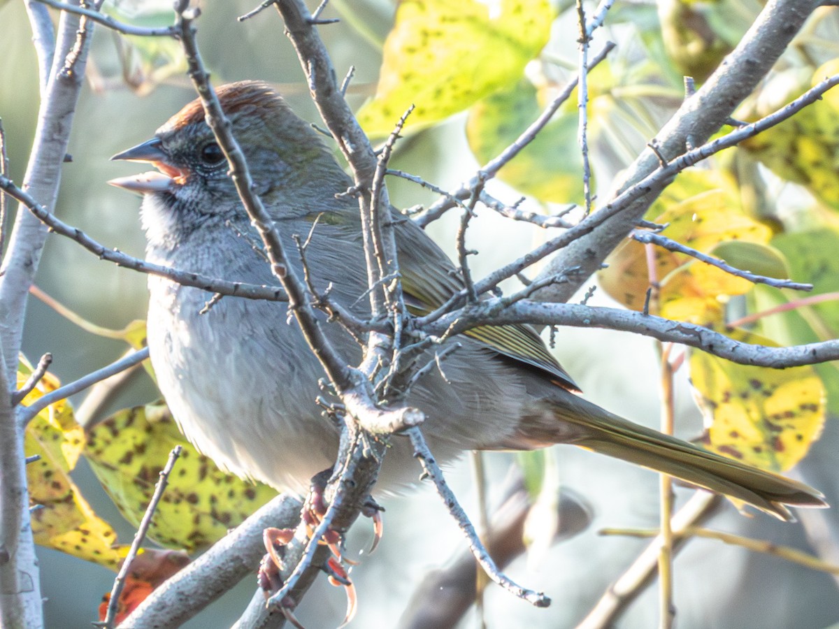 eBird Checklist - 7 Dec 2024 - Sylvan Rodriguez Park - 21 species