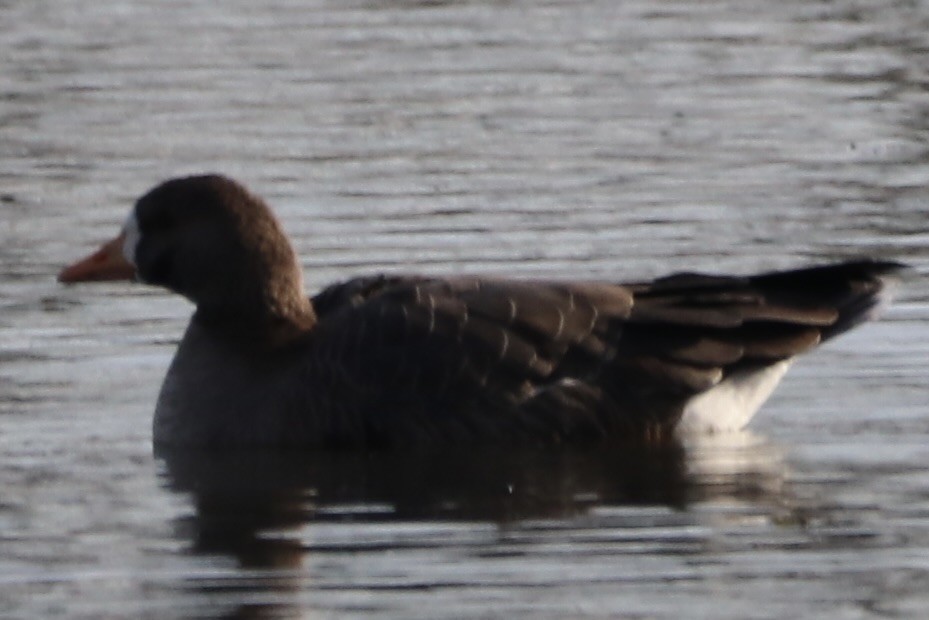 eBird Checklist - 7 Dec 2024 - Millstone River Impoundment - 17 species (+1 other taxa)