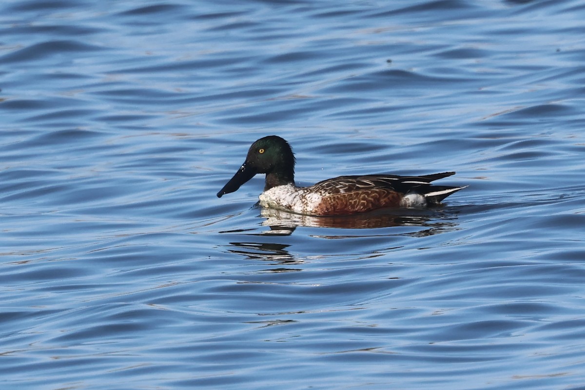 eBird Checklist - 7 Dec 2024 - Maynard C. Stiles WTP - 11 species