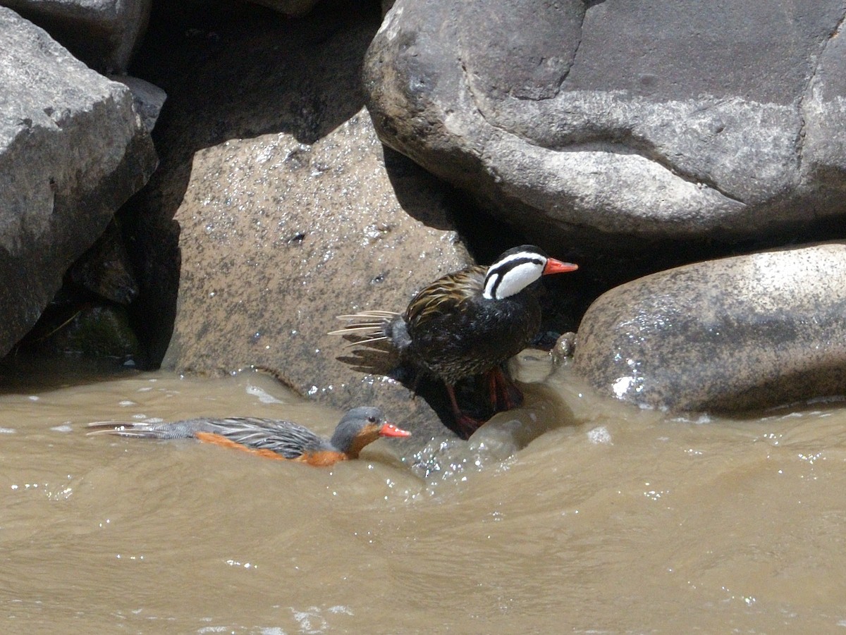 eBird Checklist - 14 Nov 2024 - Road by bridge to Manu, Peru - 2 species