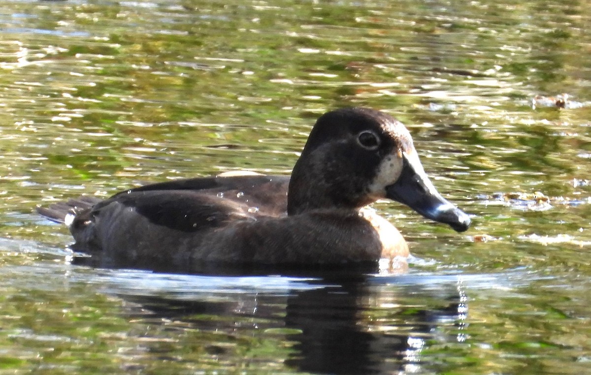 eBird Checklist - 7 Dec 2024 - Loxahatchee NWR - 19 species