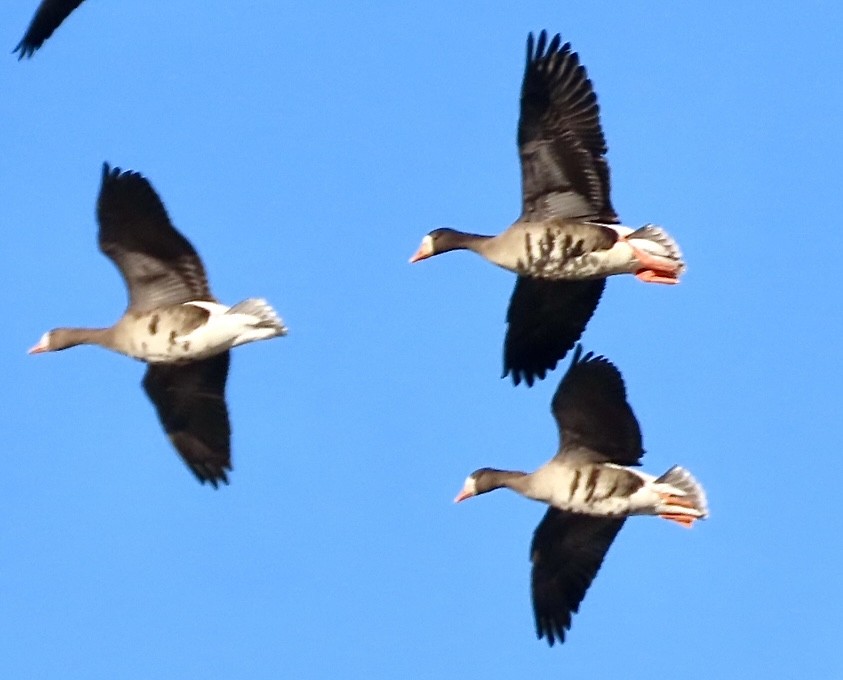 eBird Checklist - 7 Dec 2024 - Loess Bluffs NWR - 29 species (+1 other ...