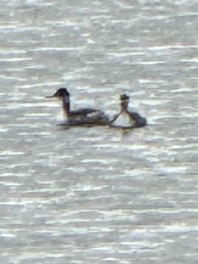 eBird Checklist - 5 Dec 2024 - Eared Grebe - 5 species