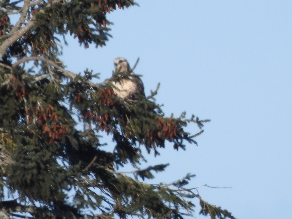 eBird Checklist - 7 Dec 2024 - Tantramar Marsh - 3 species