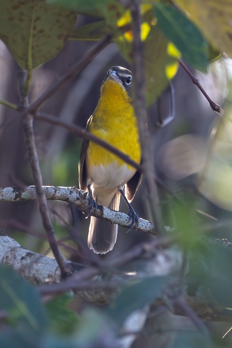 ML627234432 - Yellow-breasted Chat - Macaulay Library