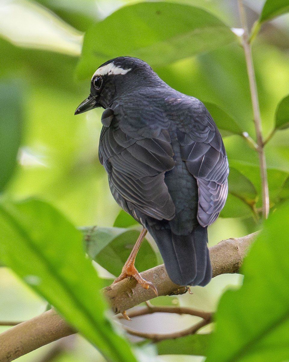 eBird Checklist - 8 Dec 2024 - Dairy Farm Nature Park - 5 species (+2 ...