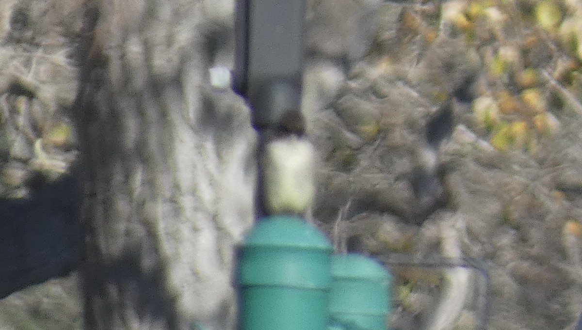 eBird Checklist - 7 Dec 2024 - Carmel River--Hwy 1 riparian (wading ...