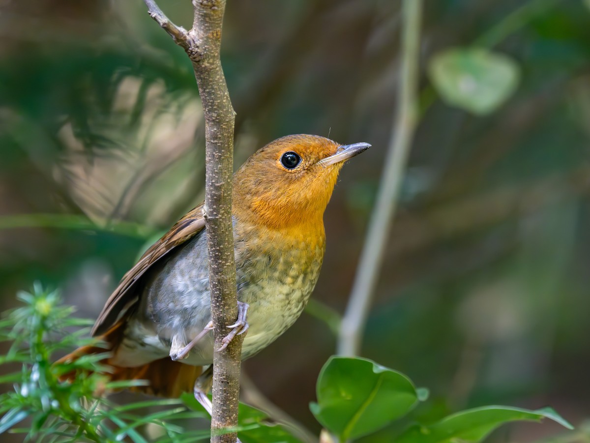 ML627250312 - Japanese Robin - Macaulay Library