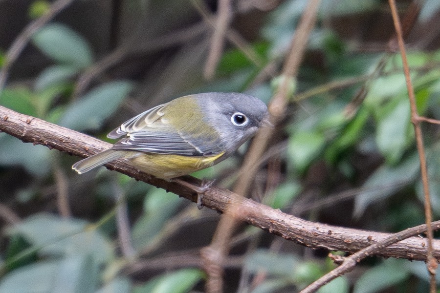 Green Shrike-Babbler (Eye-ringed) - eBird