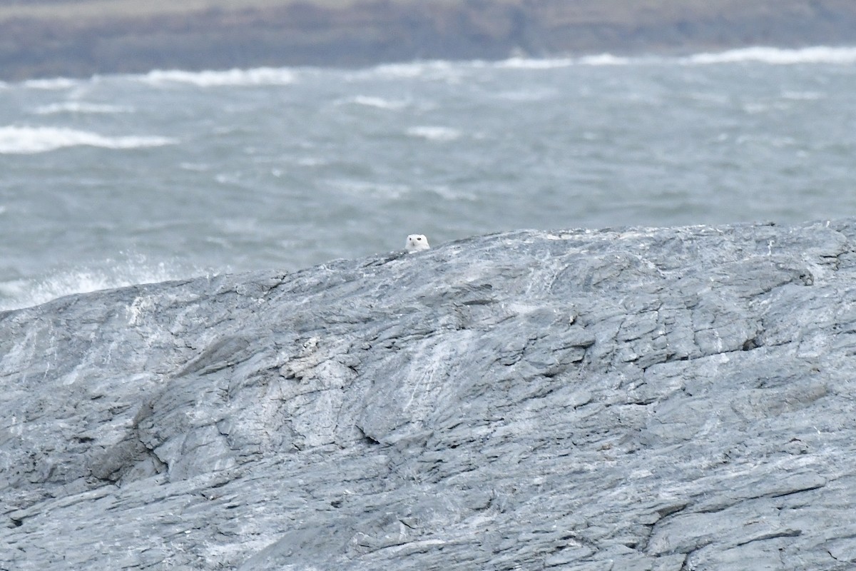 eBird Checklist - 8 Dec 2024 - Sachuest Point NWR - 26 species