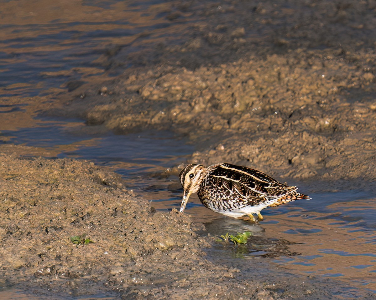 eBird Checklist - 3 Dec 2024 - Page Springs Fish Hatchery--Bubbling ...