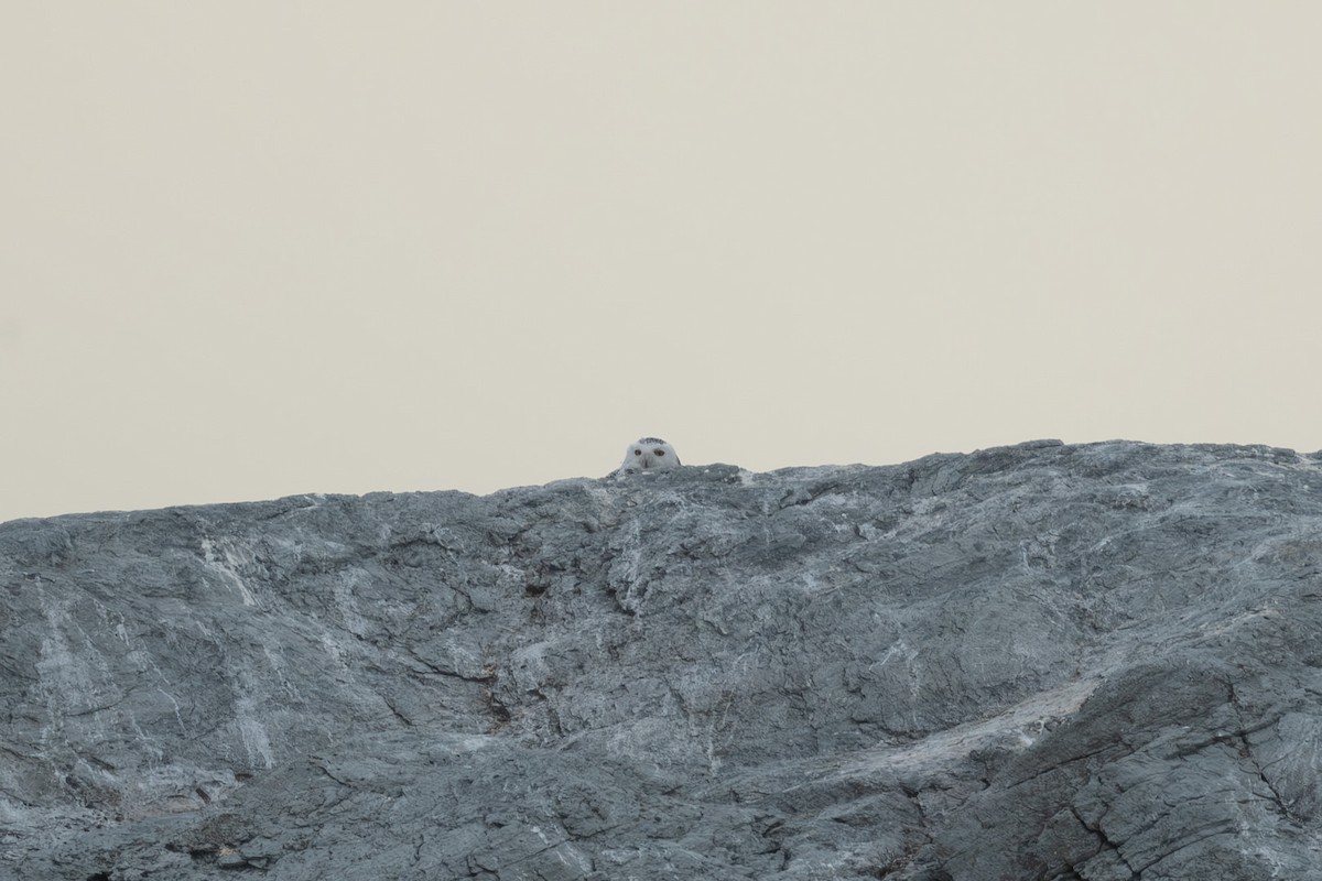 eBird Checklist - 8 Dec 2024 - Sachuest Point NWR - 9 species