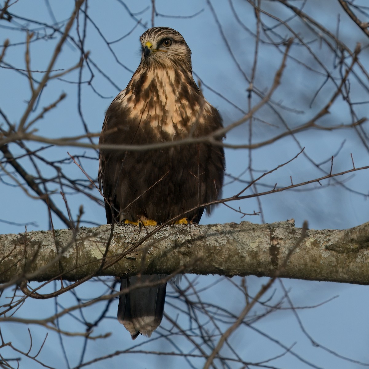 Pennsylvania Bird Atlas Checklist - 8 Dec 2024 - State Game Lands 214 ...