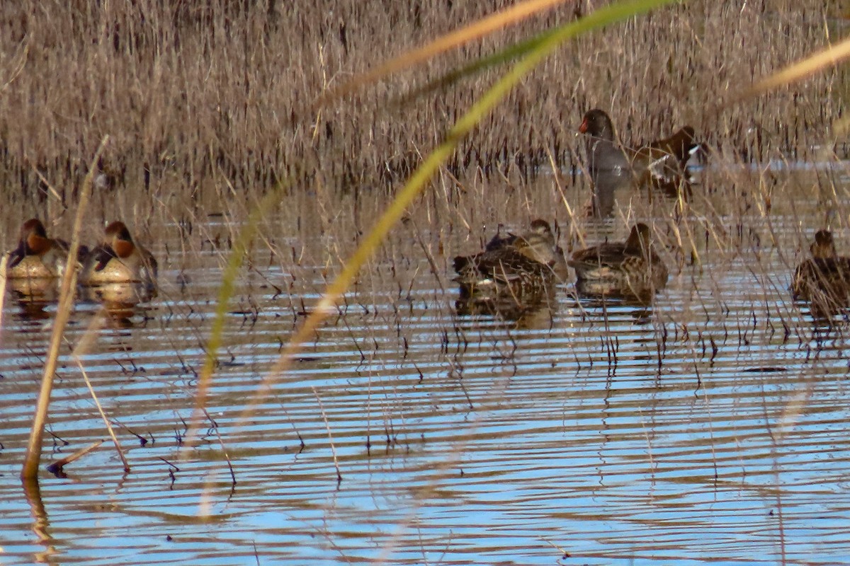 eBird Checklist - 8 Dec 2024 - Flint Pen Strand--Orange Trail - 61 species