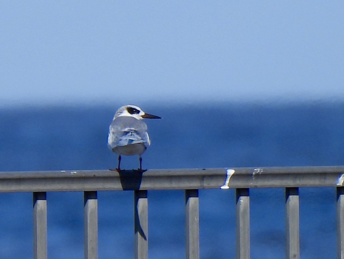 eBird Checklist - 8 Dec 2024 - Pahokee Marina (Lake Okeechobee) - 14 ...