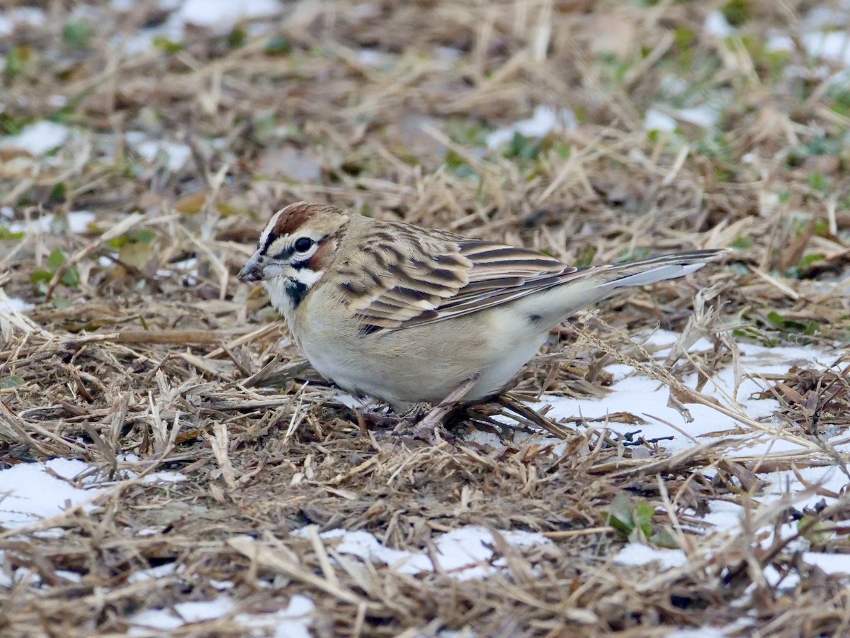 eBird Checklist - 8 Dec 2024 - Pinnacle Ln., Walpole - 4 species