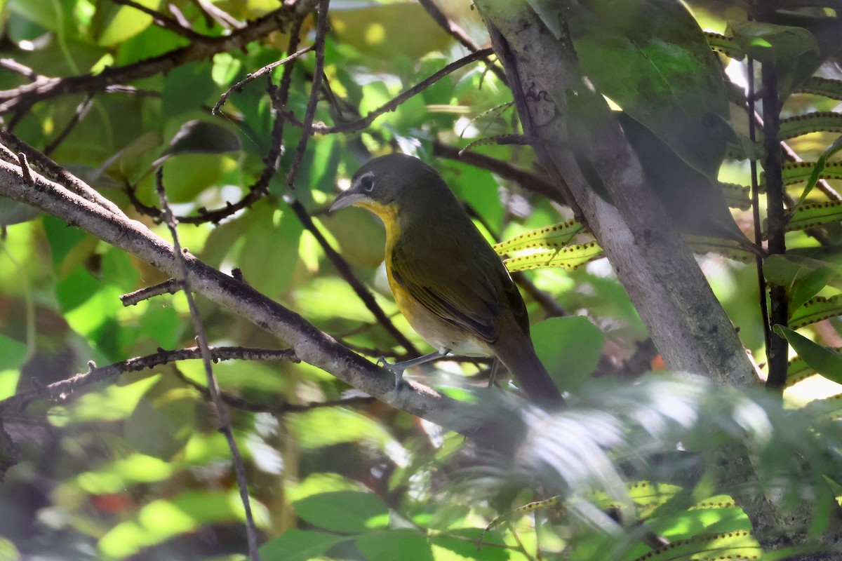 eBird Checklist - 8 Dec 2024 - Loxahatchee NWR - 21 species