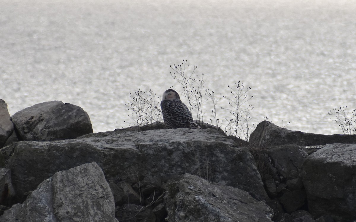 eBird Checklist - 8 Dec 2024 - Splinter Causeway - 1 species