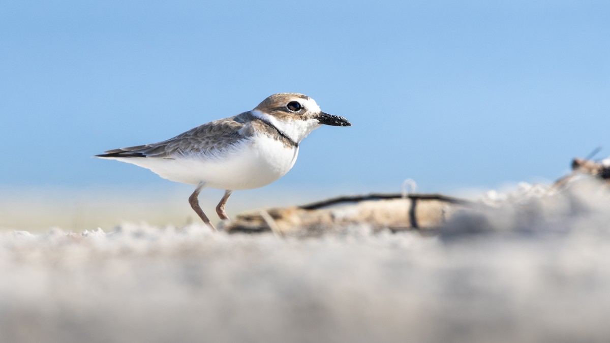 ML627276315 - Wilson's Plover - Macaulay Library