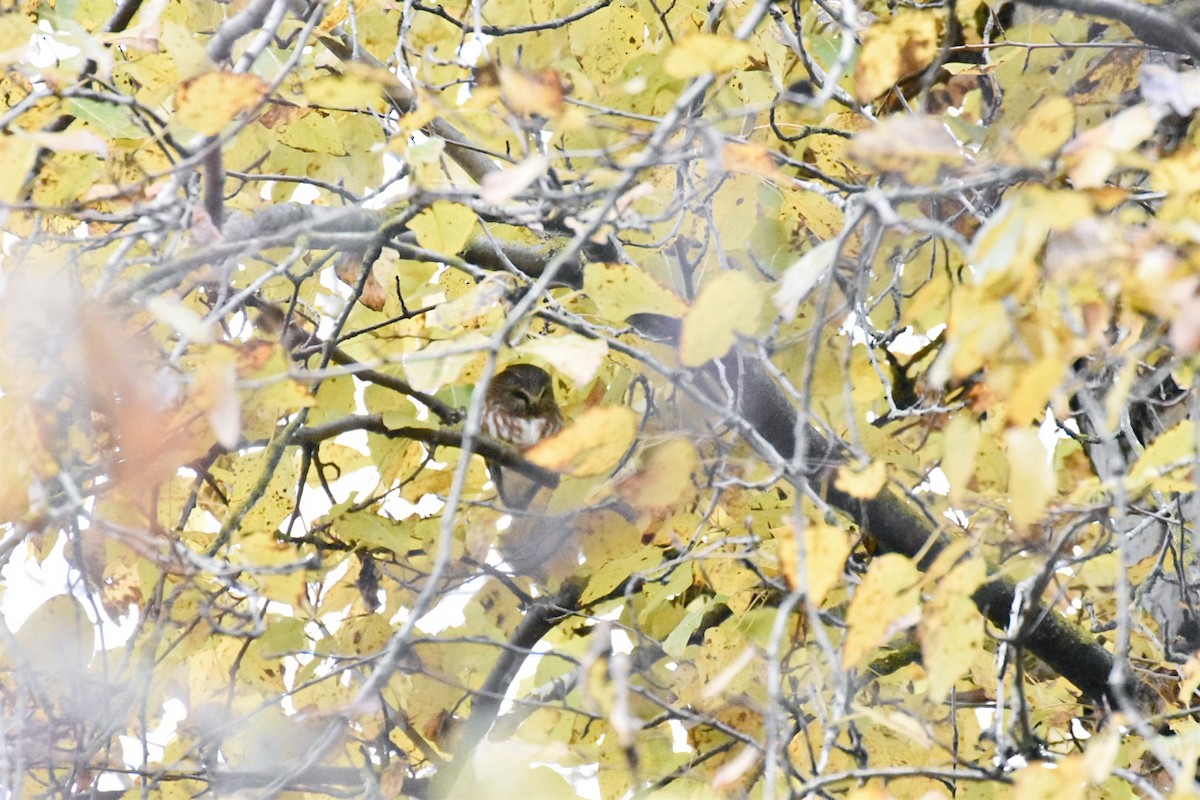 eBird Checklist - 8 Dec 2024 - Smith and Bybee Lakes--Wetland ...
