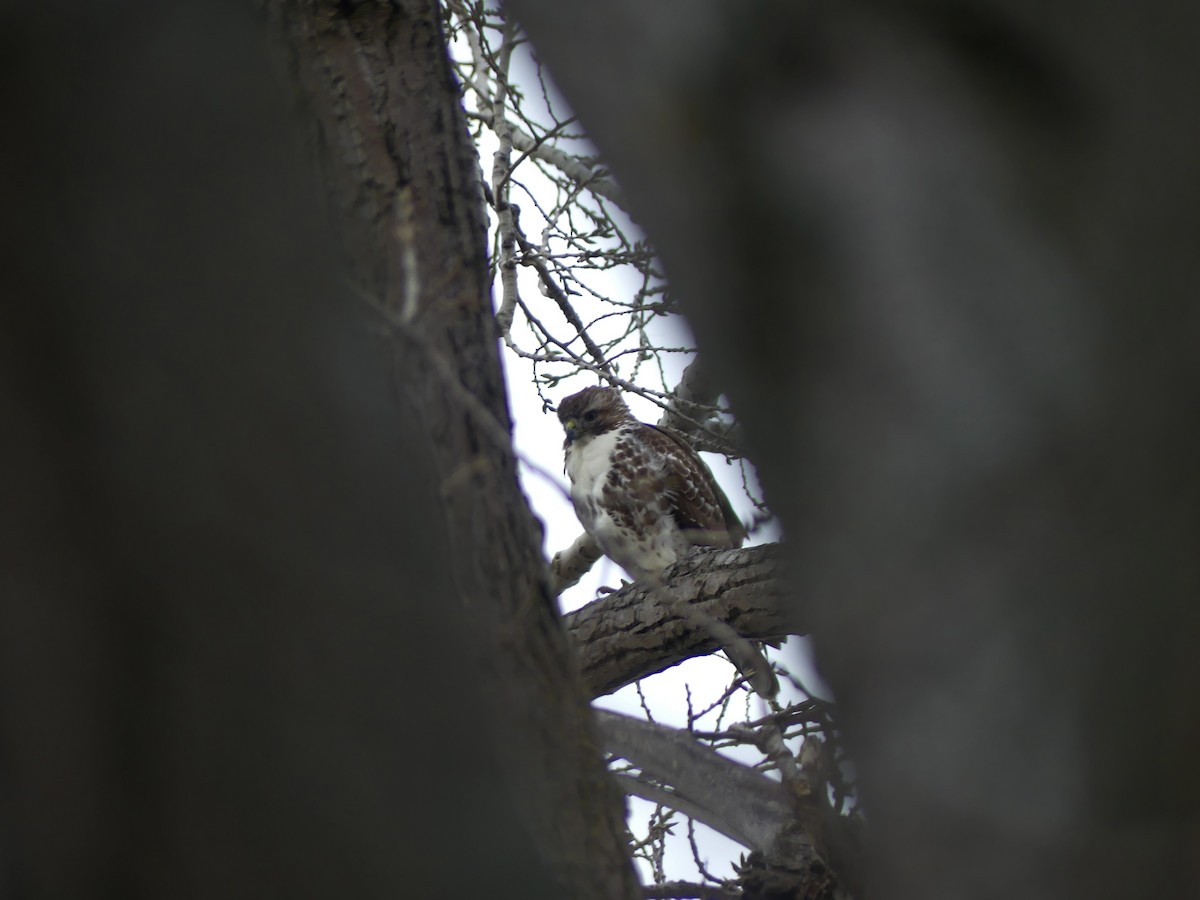 eBird Checklist - 8 Dec 2024 - Unity Island--Pier - 10 species