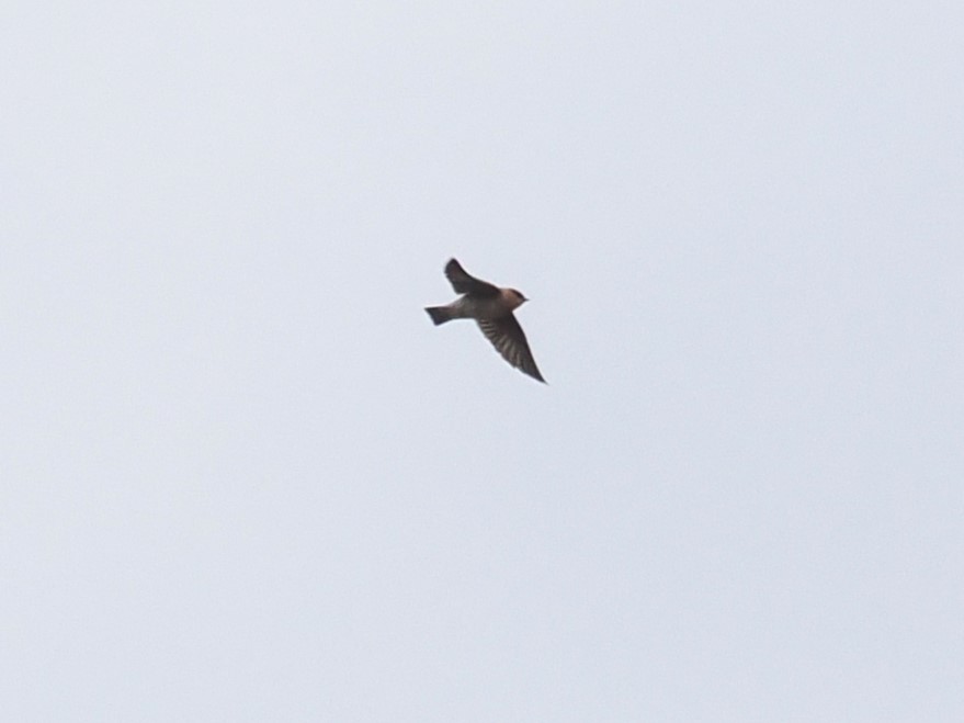 eBird Checklist - 8 Dec 2024 - Commons Ford Ranch Metro Park - 24 ...