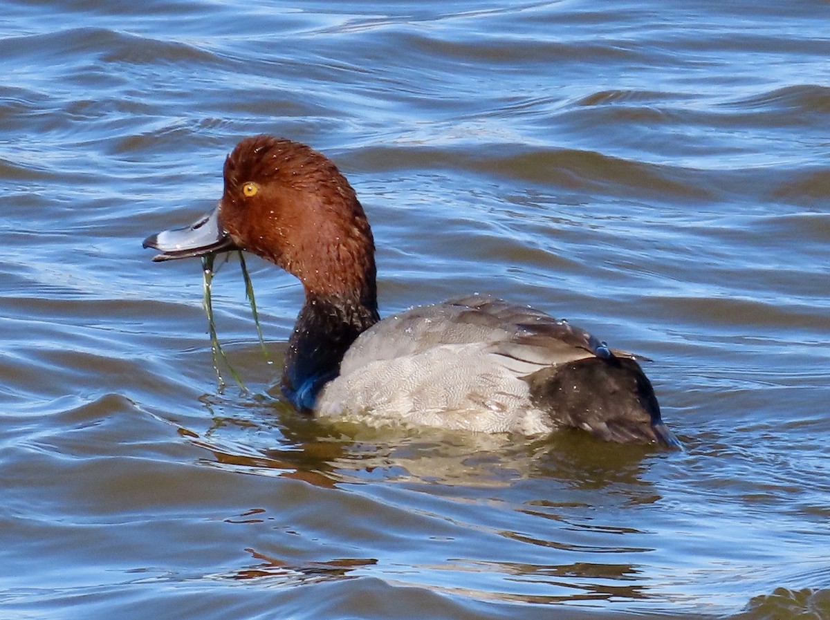 North Carolina Bird Atlas Checklist - 8 Dec 2024 - Pea Island NWR ...