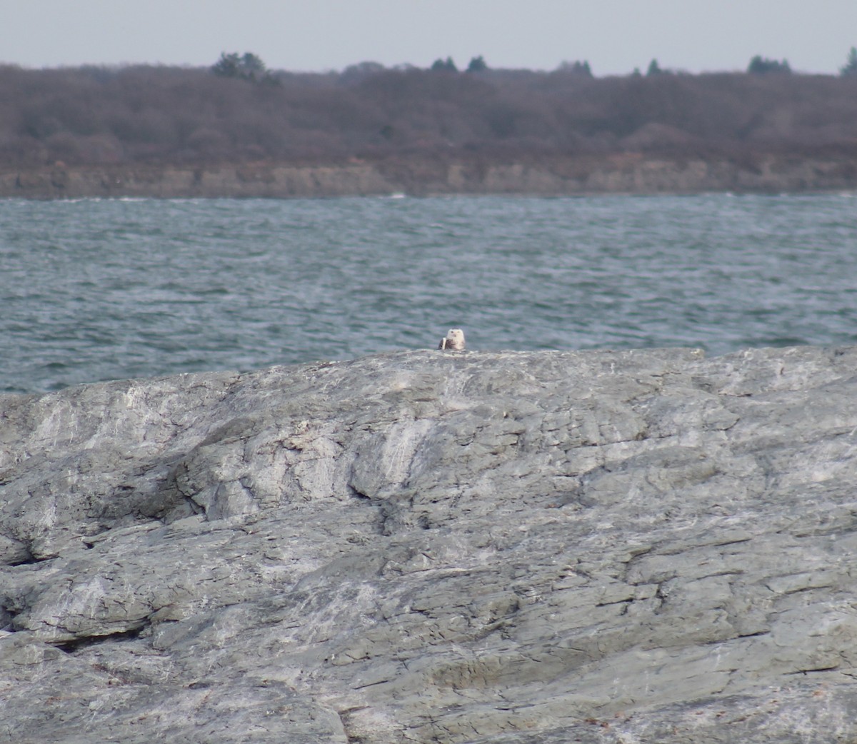 eBird Checklist - 8 Dec 2024 - Sachuest Point NWR - 7 species