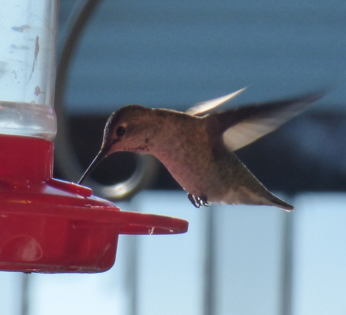 eBird Checklist - 8 Dec 2024 - Anna's Hummingbird Haven - 7 species