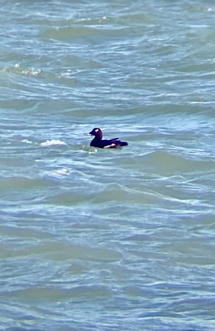 eBird Checklist - 8 Dec 2024 - Sachuest Point NWR - 23 species