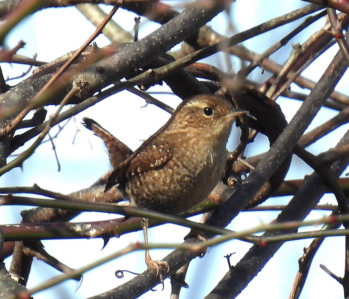 Pennsylvania Bird Atlas Checklist - 8 Dec 2024 - Nelson Ziegler Farm ...