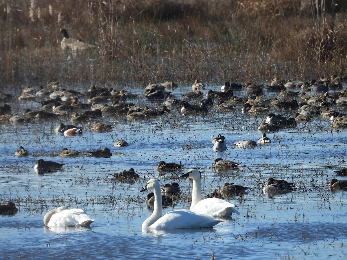 eBird Checklist - 8 Dec 2024 - Mattamuskeet NWR - 44 species