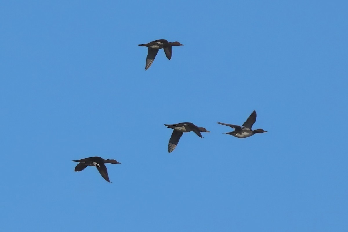 eBird Checklist - 7 Dec 2024 - Loxahatchee NWR - 41 species