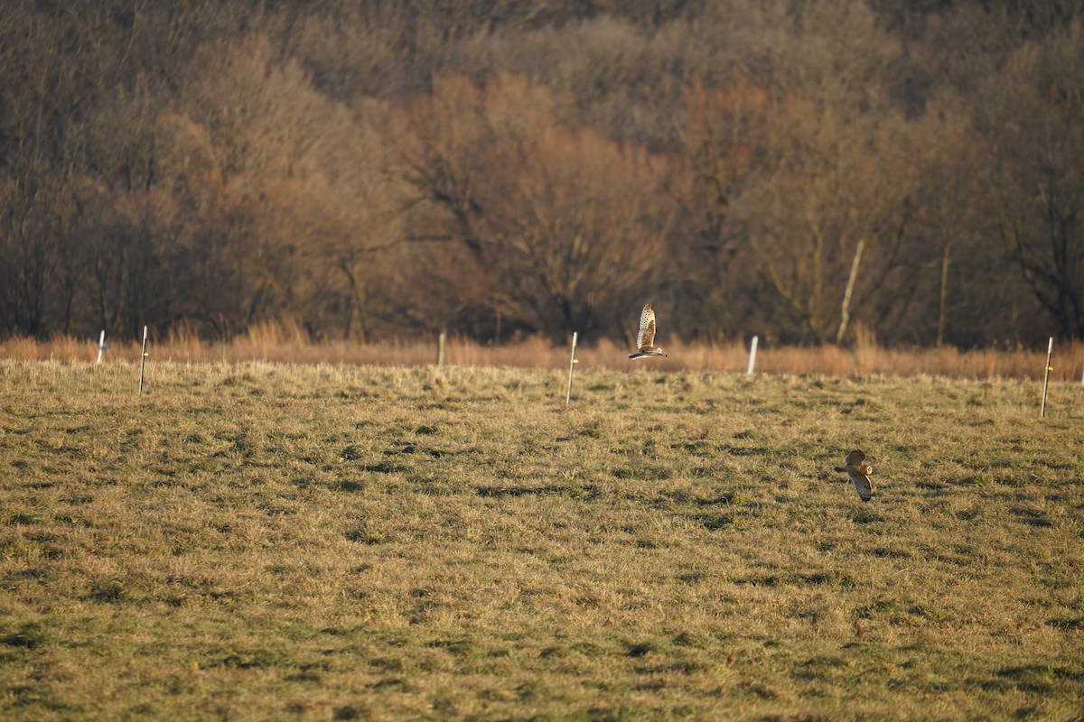 eBird Checklist - 8 Dec 2024 - Brunner Family Forest Preserve - 11 species