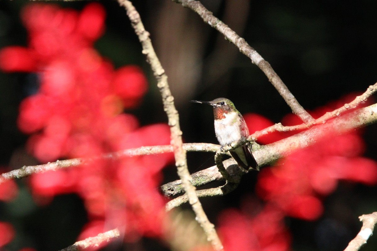 eBird Checklist - 8 Dec 2024 - Loxahatchee NWR - 52 species