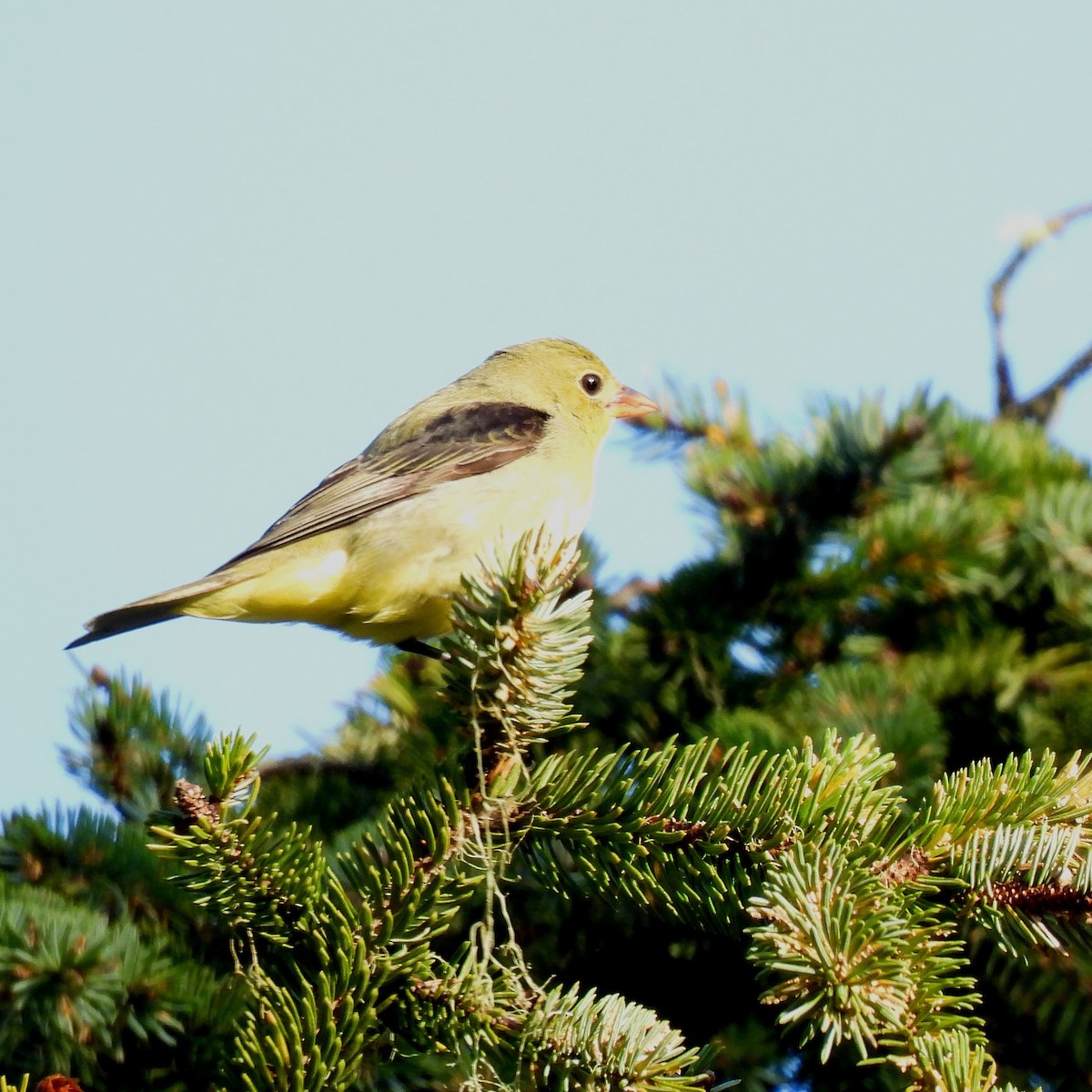 eBird Checklist - 8 Dec 2024 - Yaquina Bay SP - 12 species