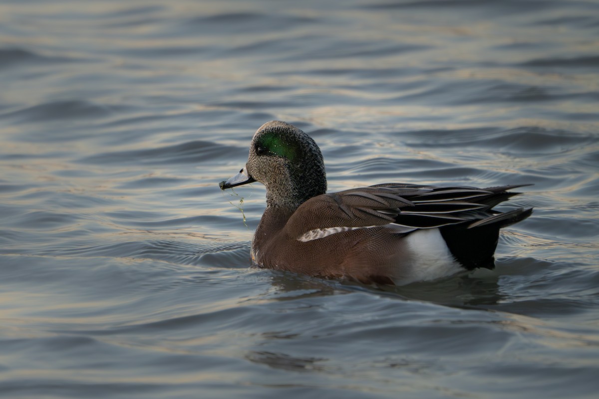 eBird Checklist - 8 Dec 2024 - Montrose Point Bird Sanctuary, Lincoln ...