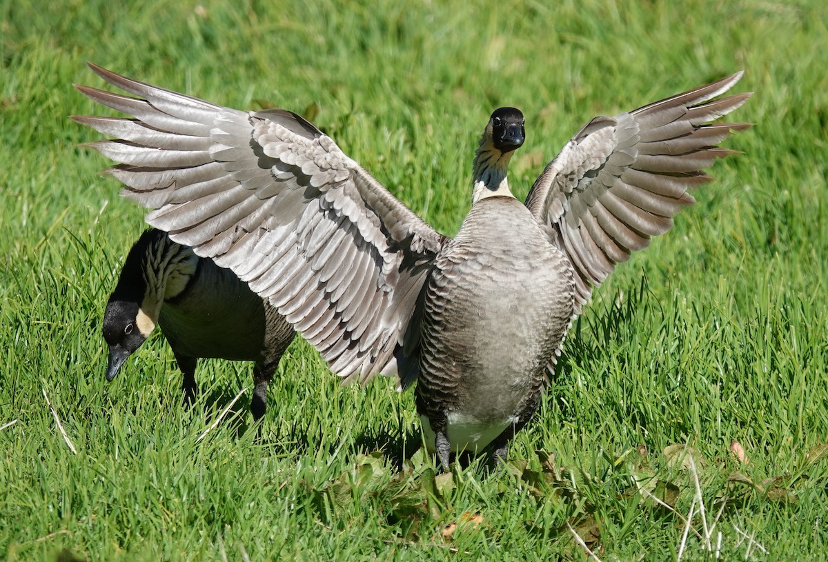 eBird Checklist - 8 Dec 2024 - Hakalau Forest NWR--Pua Akala Tract ...