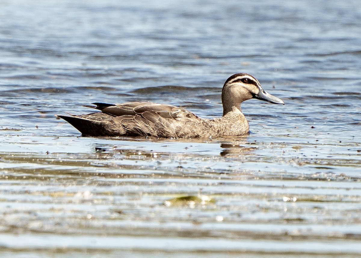 eBird Checklist - 8 Dec 2024 - Loveday Cove (Lake Cooby) - 29 species