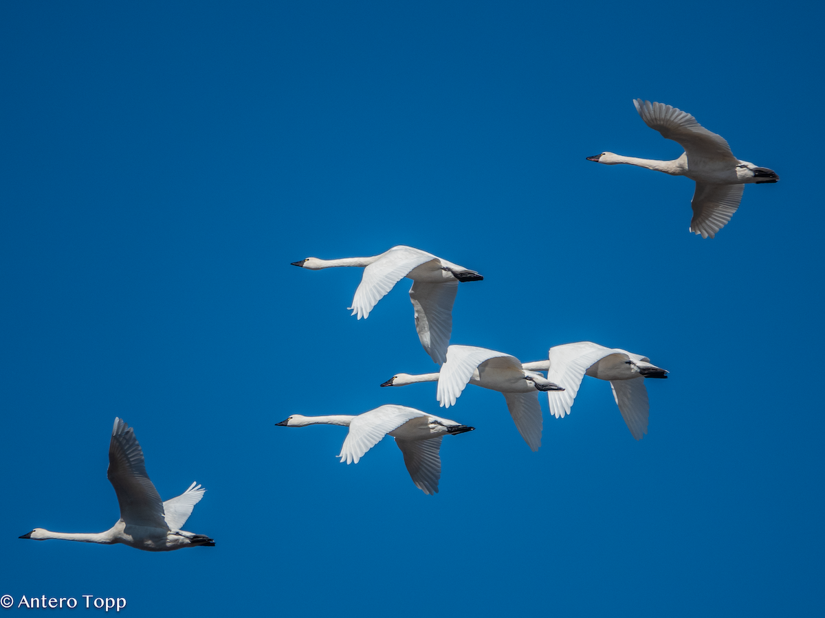 North Carolina Bird Atlas Checklist - 7 Dec 2024 - Pocosin Lakes NWR ...