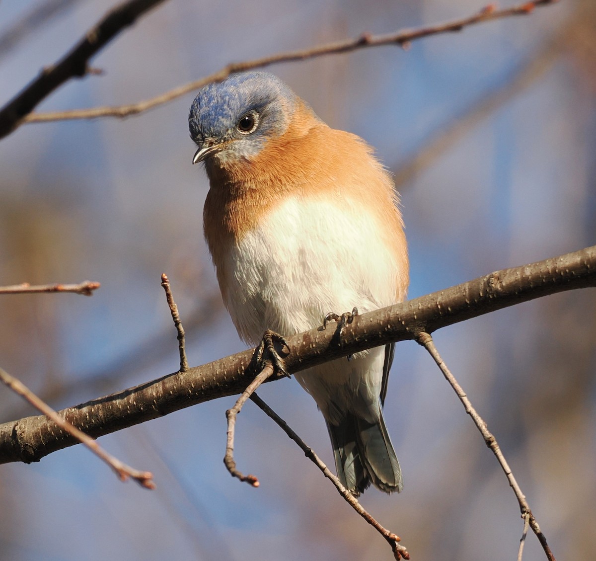 Pennsylvania Bird Atlas Checklist - 8 Dec 2024 - Trout run sports and ...