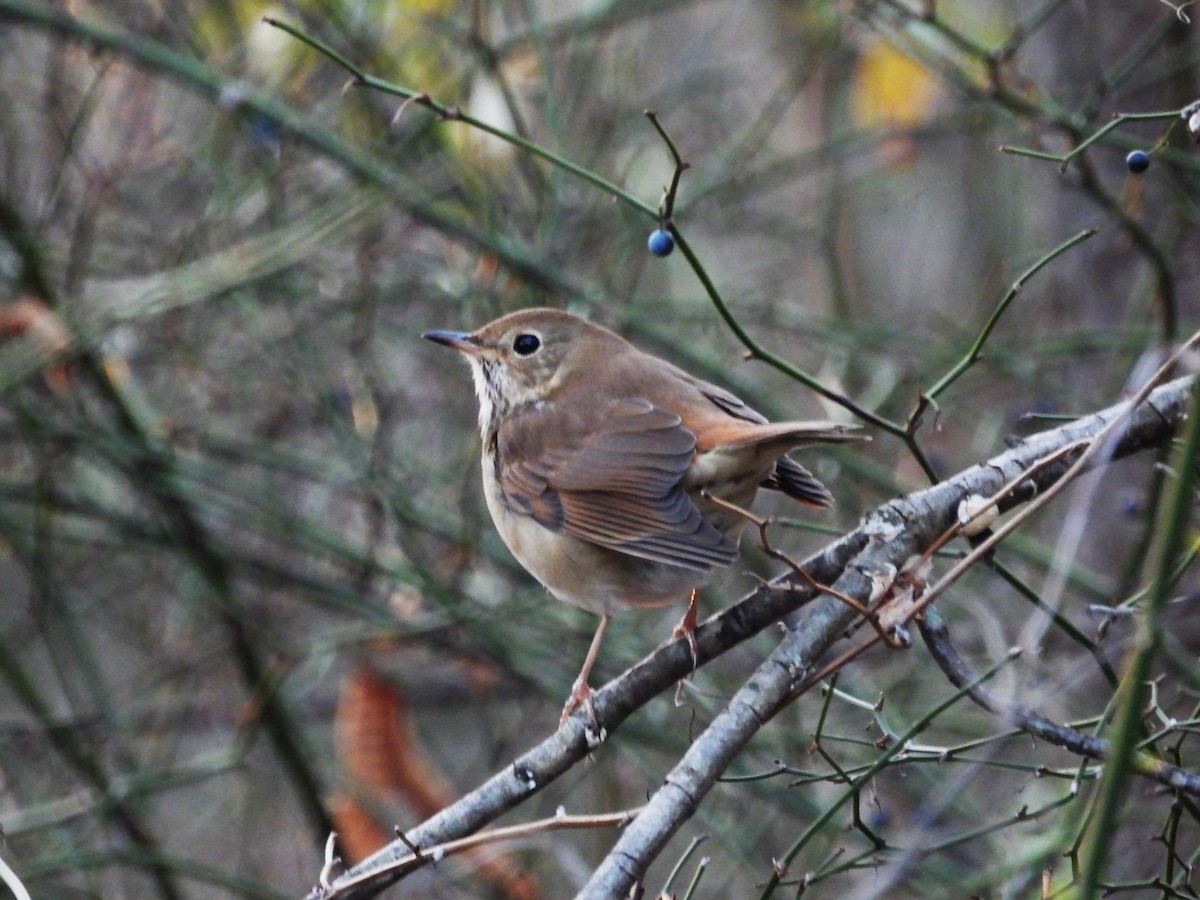 Pennsylvania Bird Atlas Checklist - 8 Dec 2024 - 600–698 Pumpkin Center ...