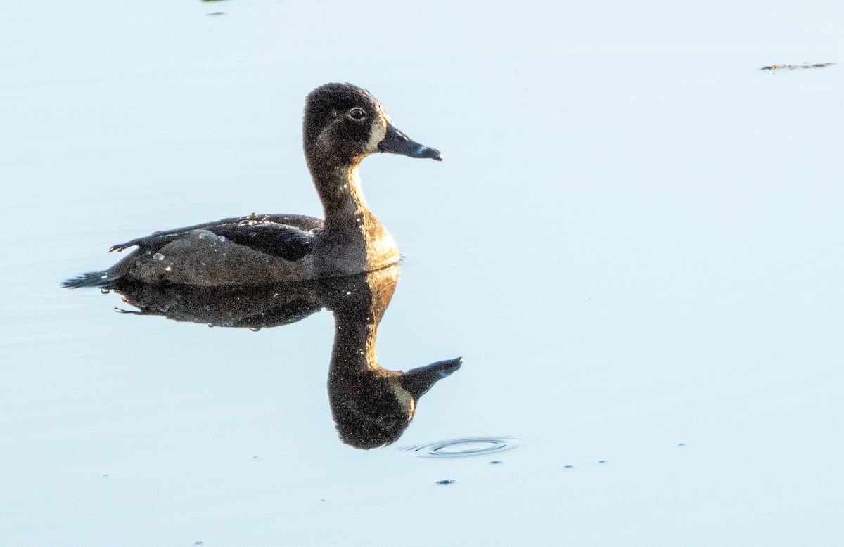 eBird Checklist - 7 Dec 2024 - Loxahatchee NWR - 20 species