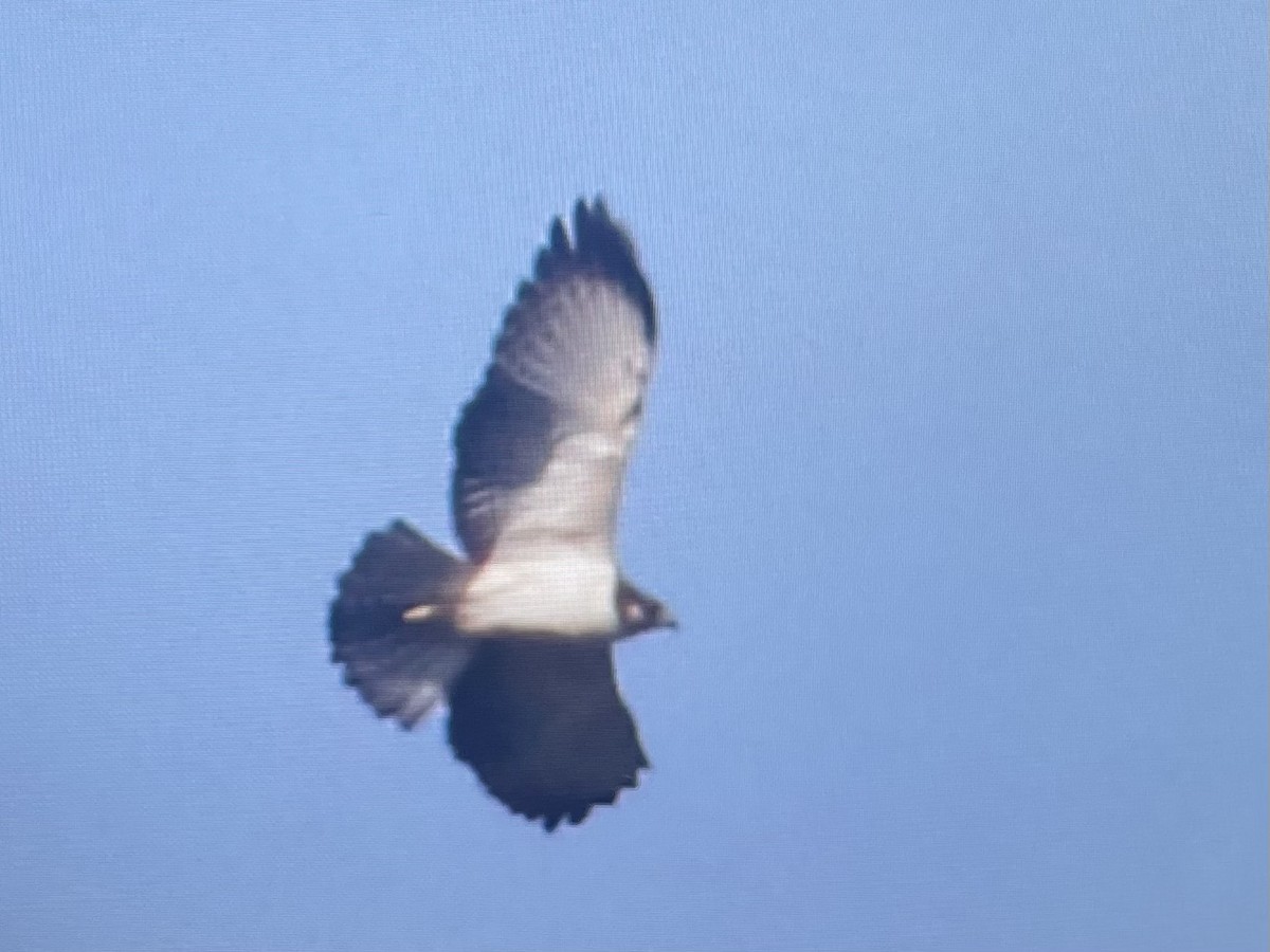 eBird Checklist - 9 Dec 2024 - Loxahatchee NWR - 41 species