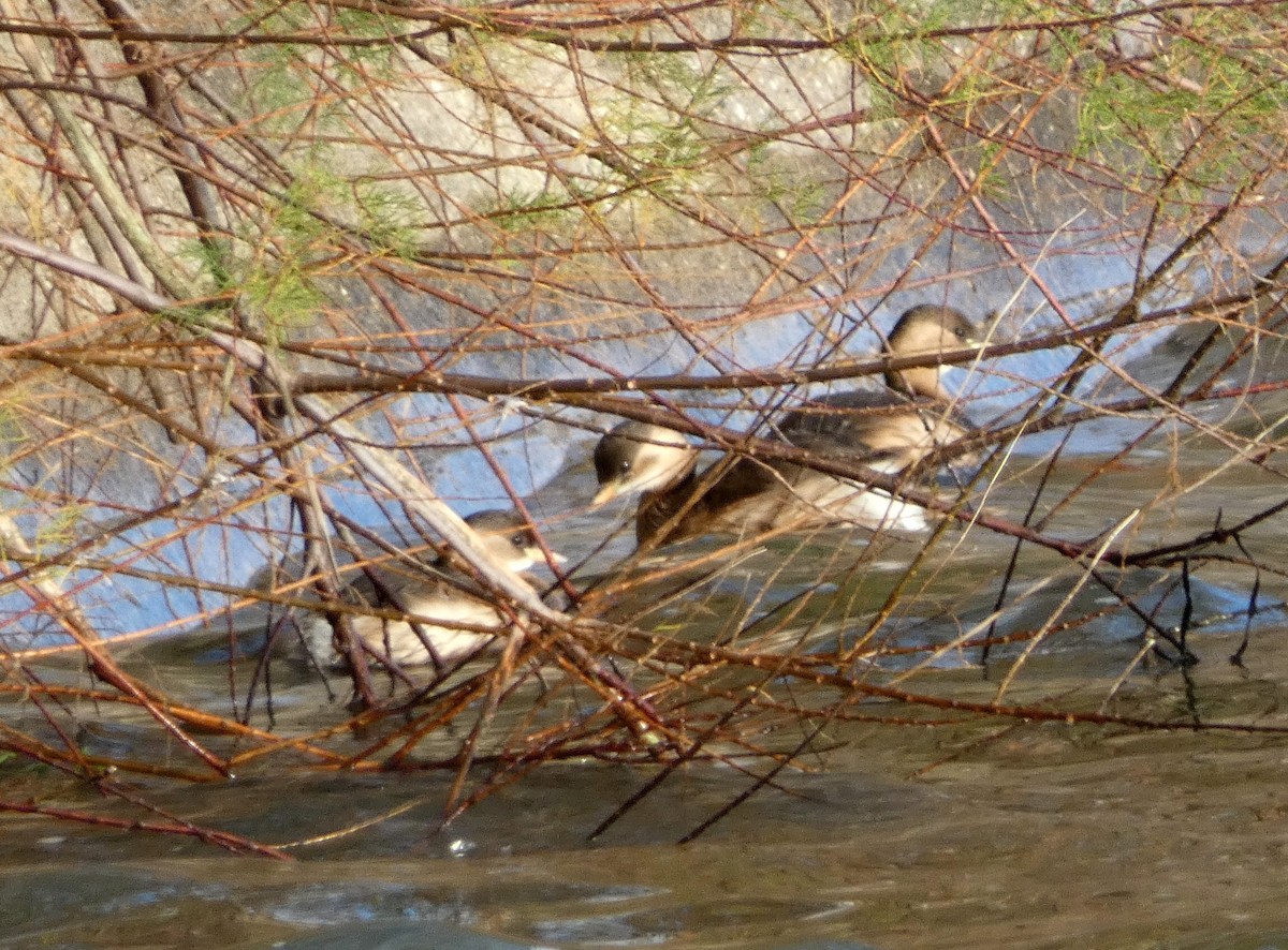 ML627318568 - Little Grebe - Macaulay Library